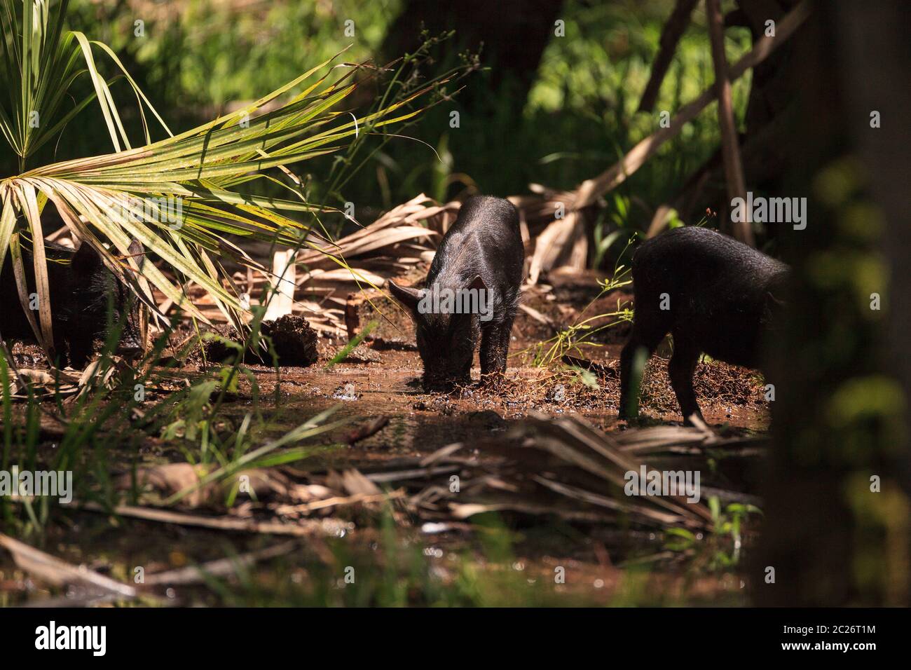 Baby wild hog also called feral hog or Sus scrofa forage for food in ...