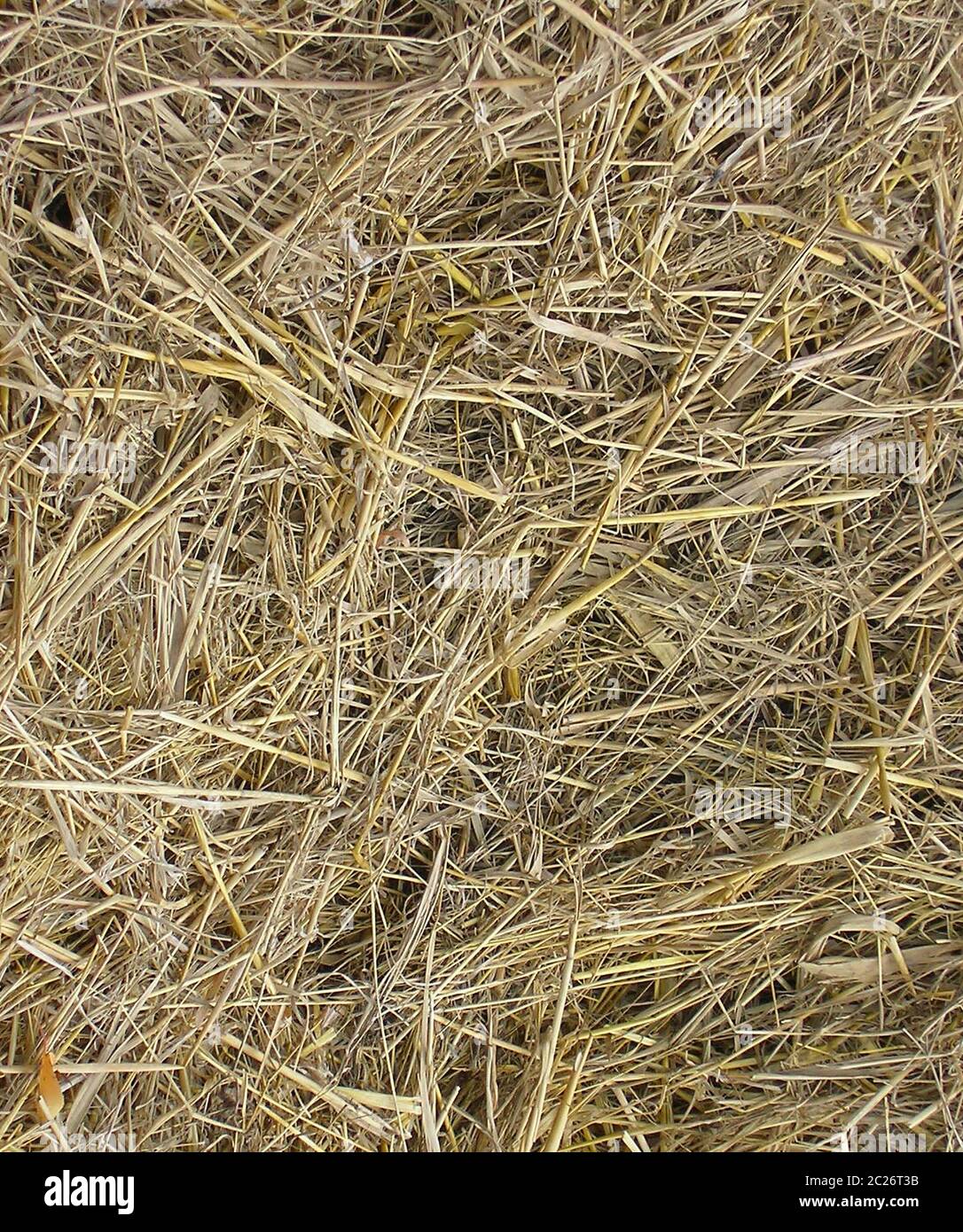Texture hay closeup in color. Fodder for livestock and construction ...