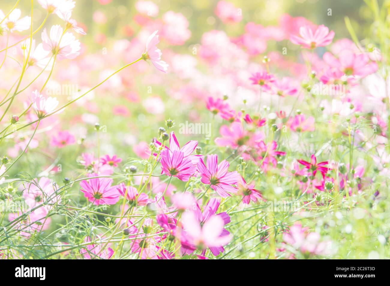 Cosmos flowers in nature, sweet background, blurry flower background ...