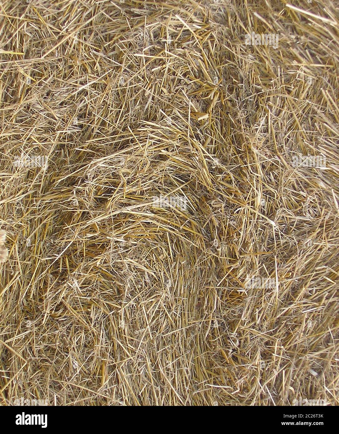 Texture hay closeup in color. Fodder for livestock and construction ...