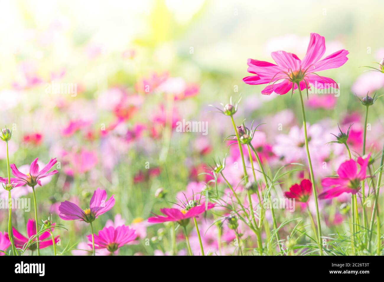 Cosmos flowers in nature, sweet background, blurry flower background ...
