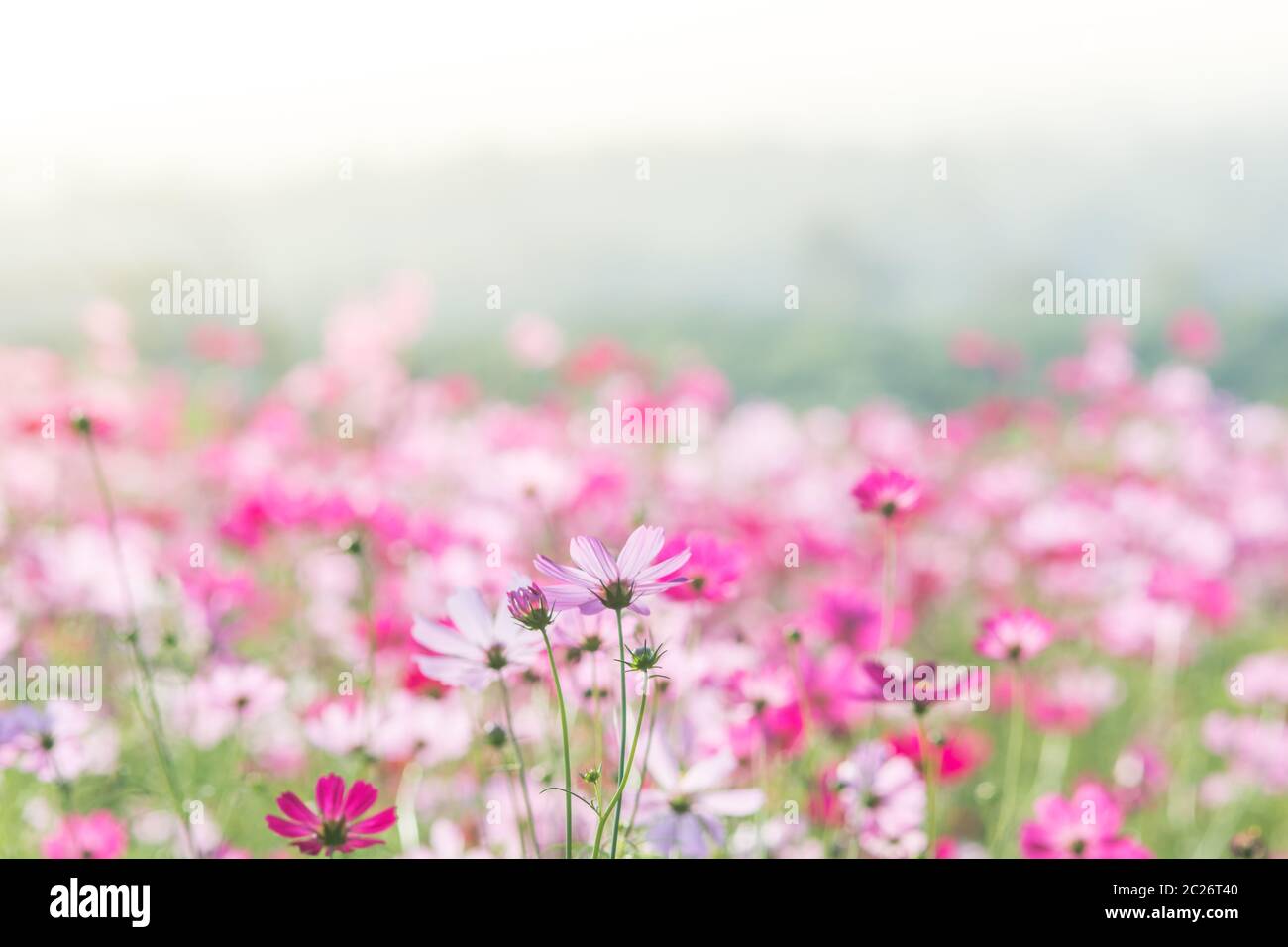 Cosmos flowers in nature, sweet background, blurry flower background ...