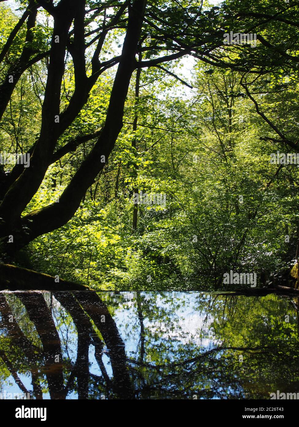 Tangled trees hi-res stock photography and images - Alamy