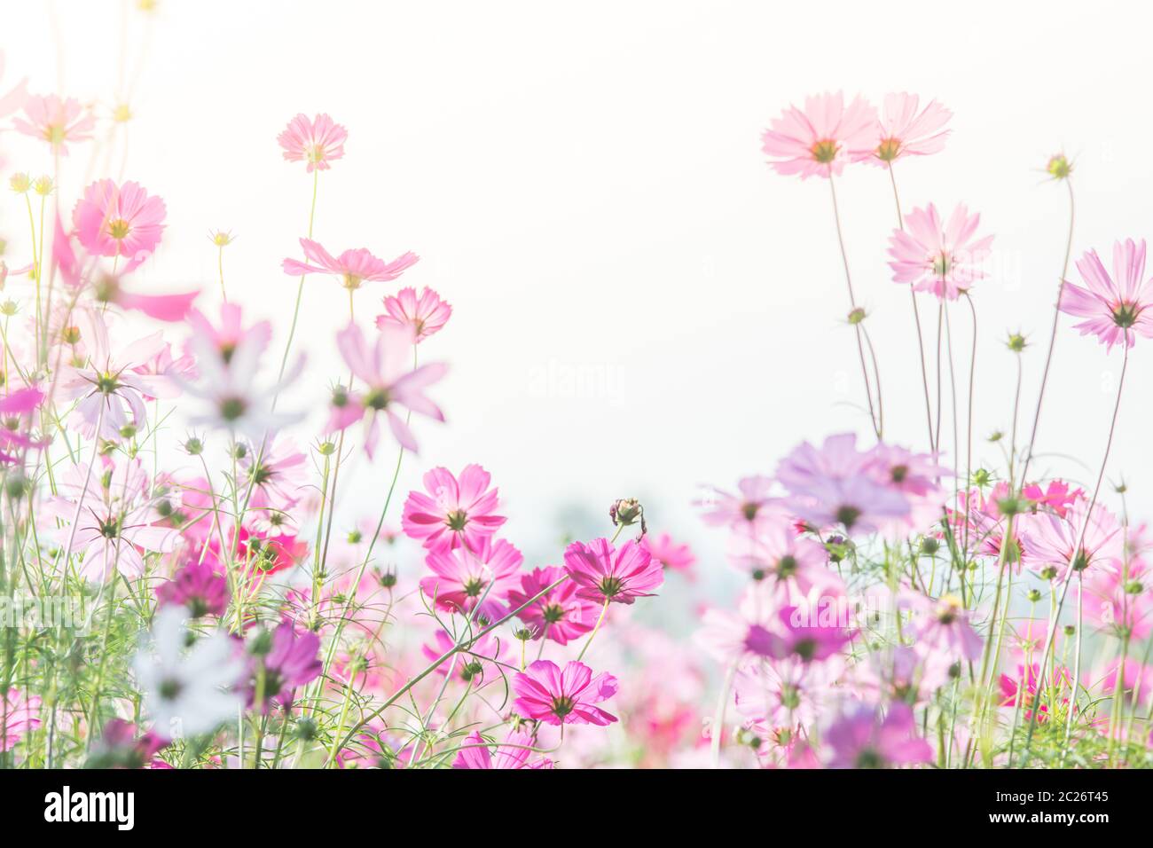 Cosmos flowers in nature, sweet background, blurry flower background ...