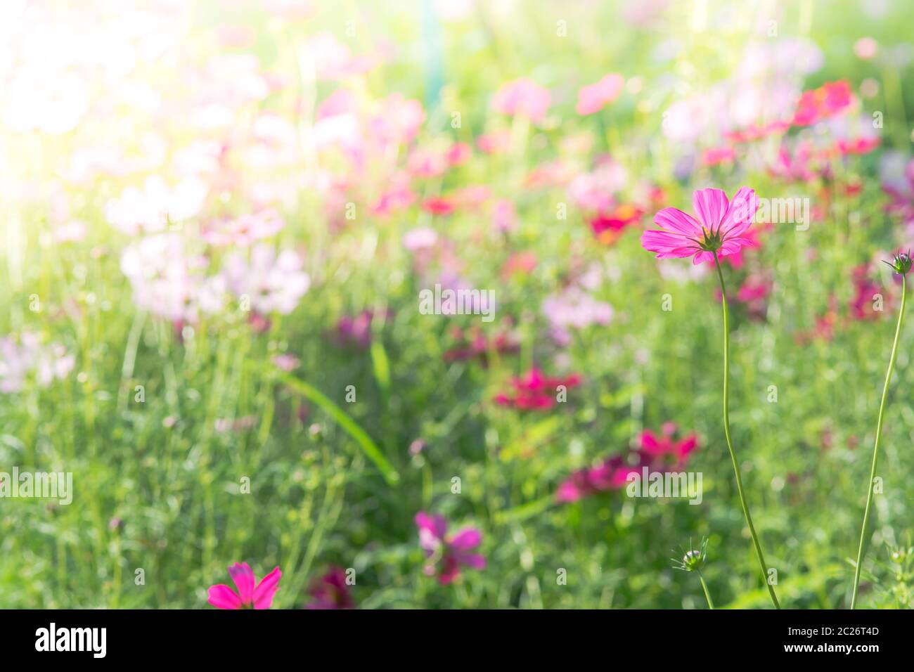Cosmos flowers in nature, sweet background, blurry flower background ...