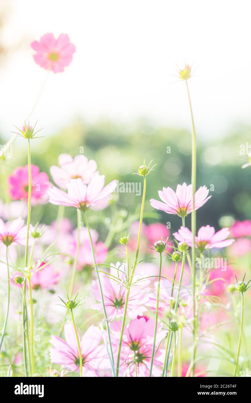 Cosmos flowers in nature, sweet background, blurry flower background ...