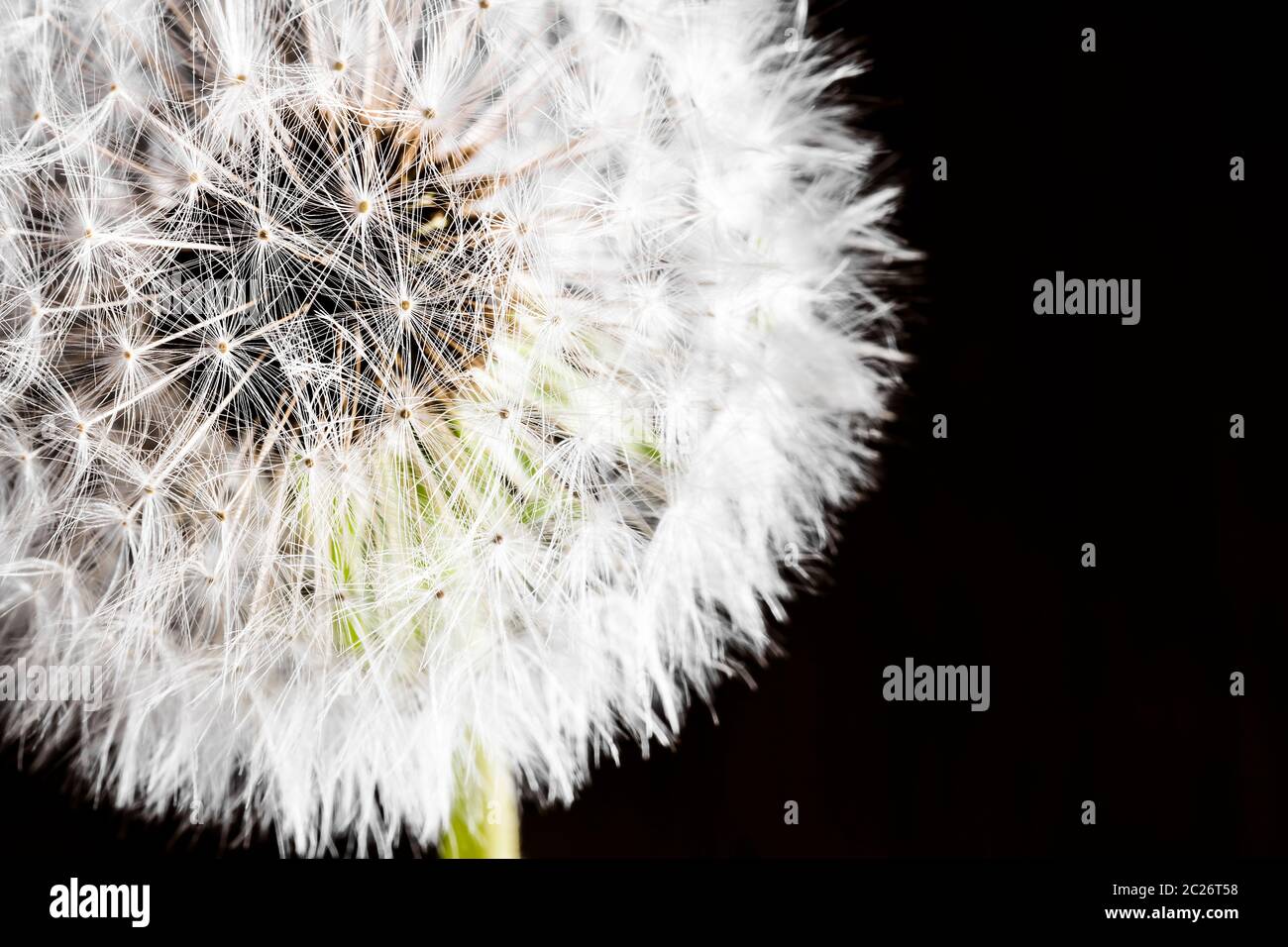 The flying wings of the ripe dandelion serve to spread the plant Stock ...