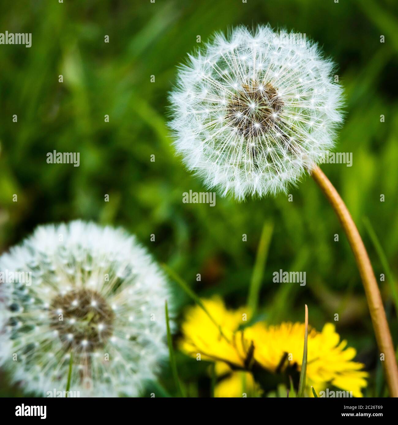 The flying wings of the ripe dandelion serve to spread the plant Stock ...