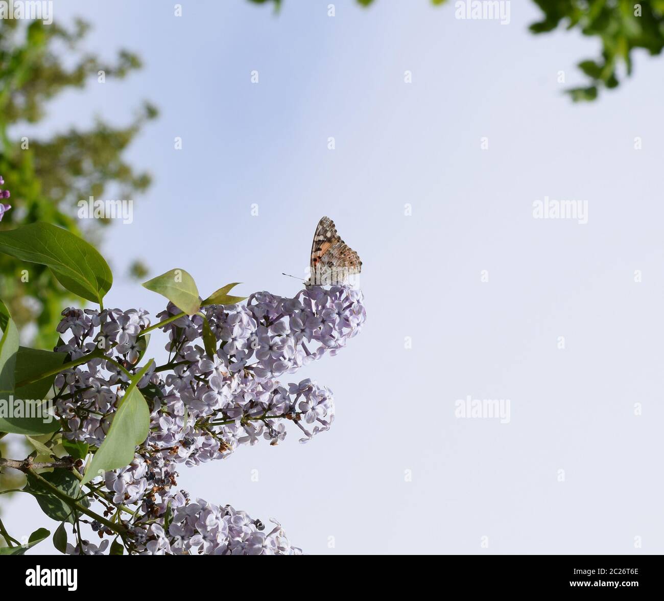 Butterfly rash on lilac colors. Insect pollinators. Butterfly urticaria ...
