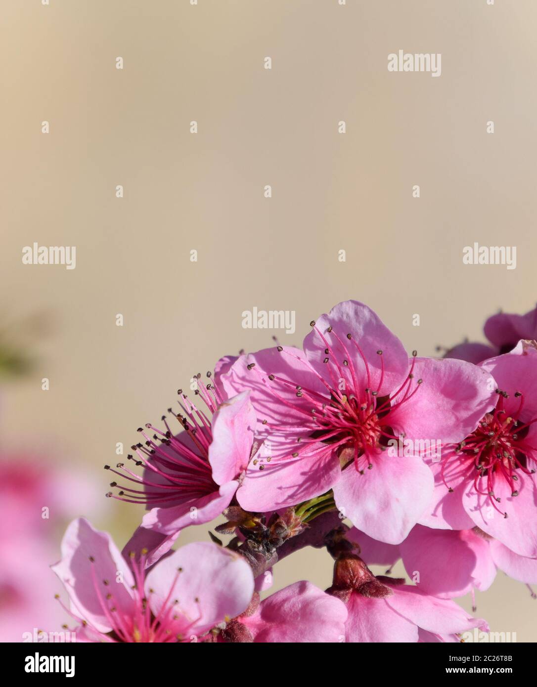 Blooming wild peach in the garden. Spring flowering trees. Pollination ...