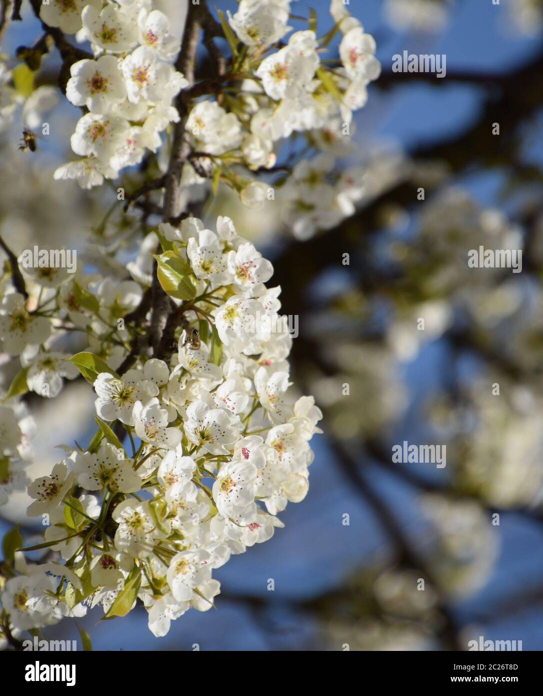 Pollination of flowers by bees pears. White pear flowers is a source of ...
