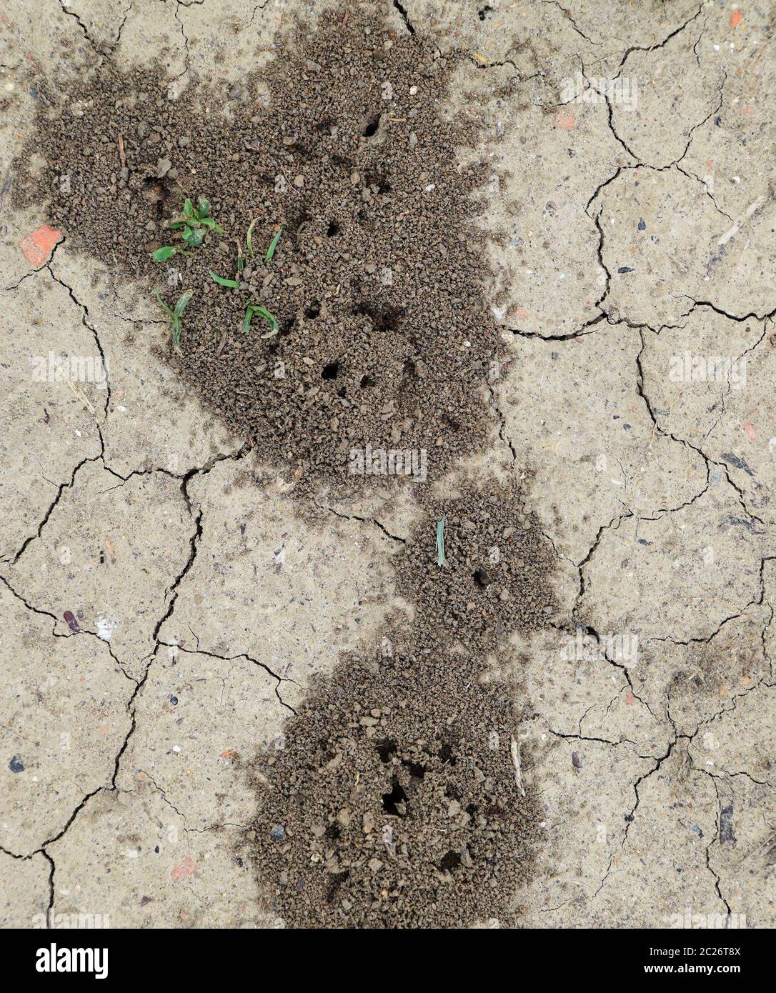 Mounds of earth over the entrance to the nest excavation wasps. Colonia ...