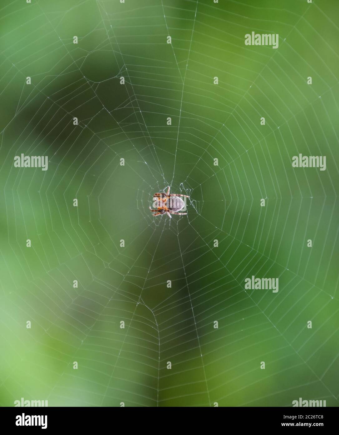 Small spider in his web of Araneus. Lovcen spider network Stock Photo ...