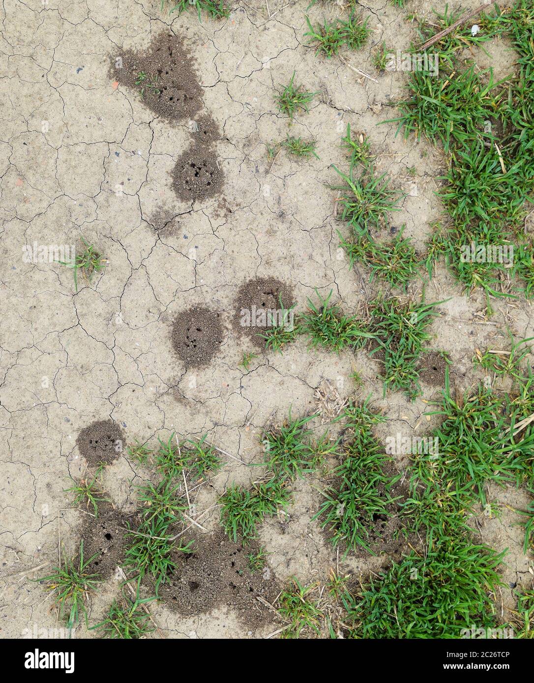 Mounds of earth over the entrance to the nest excavation wasps. Colonia ...