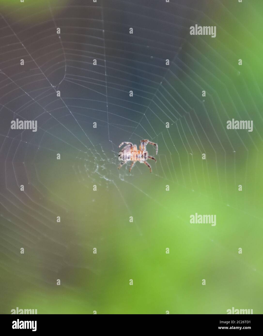 Small spider in his web of Araneus. Lovcen spider network Stock Photo ...