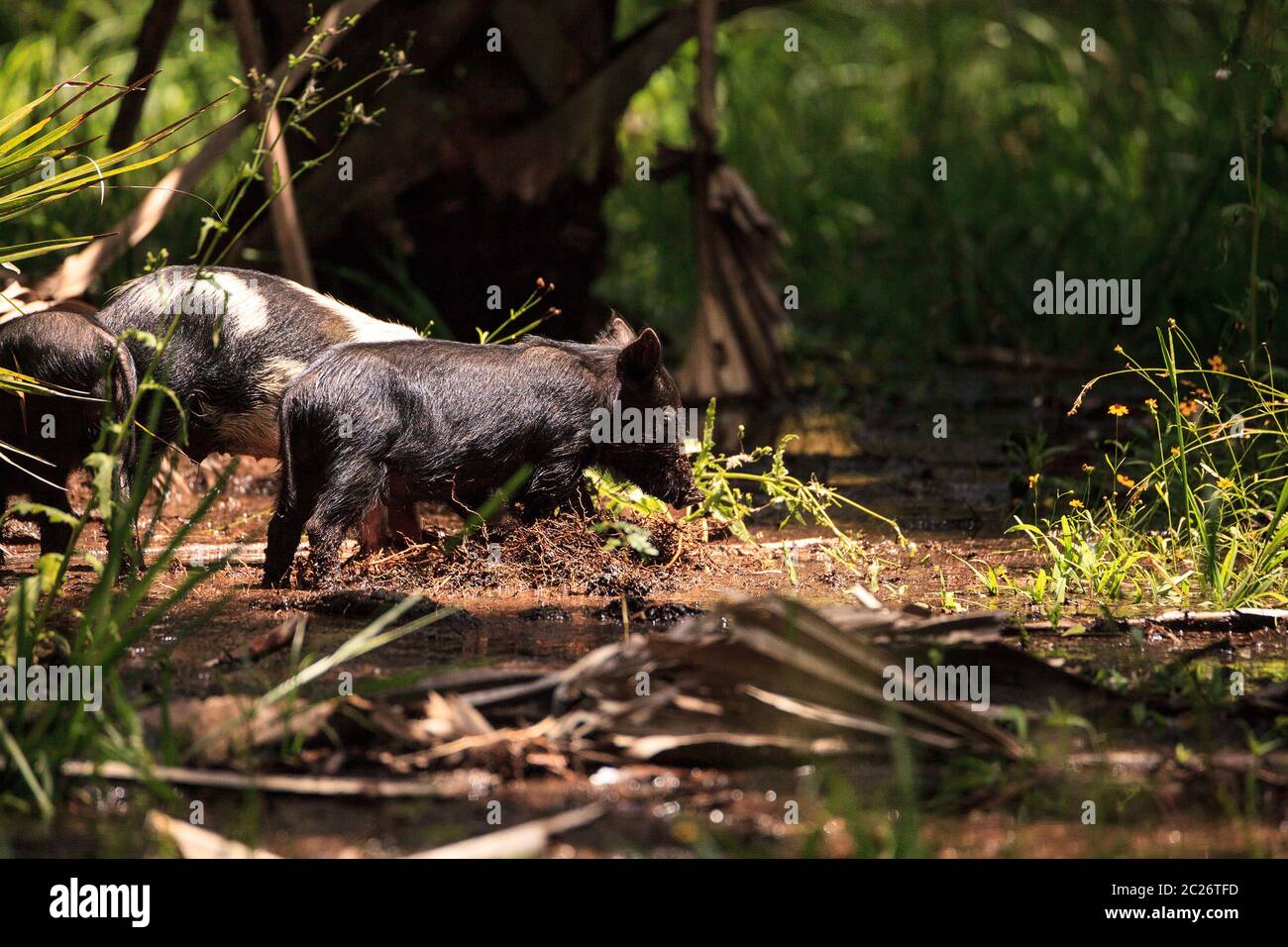 Baby wild hog also called feral hog or Sus scrofa forage for food in ...