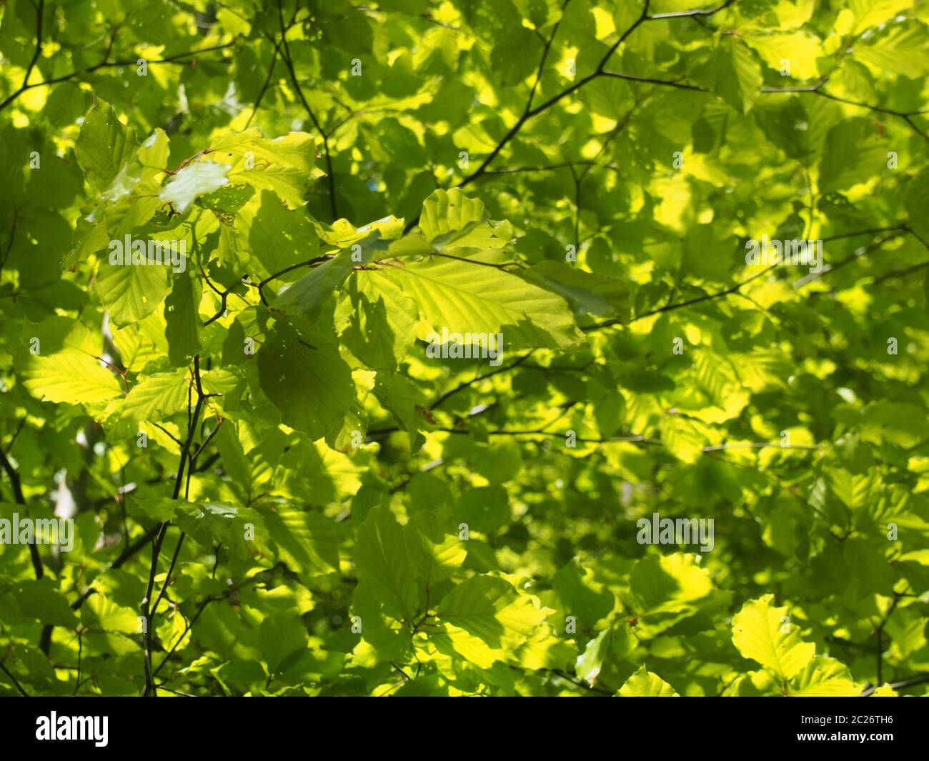 Leafy tree hi-res stock photography and images - Alamy
