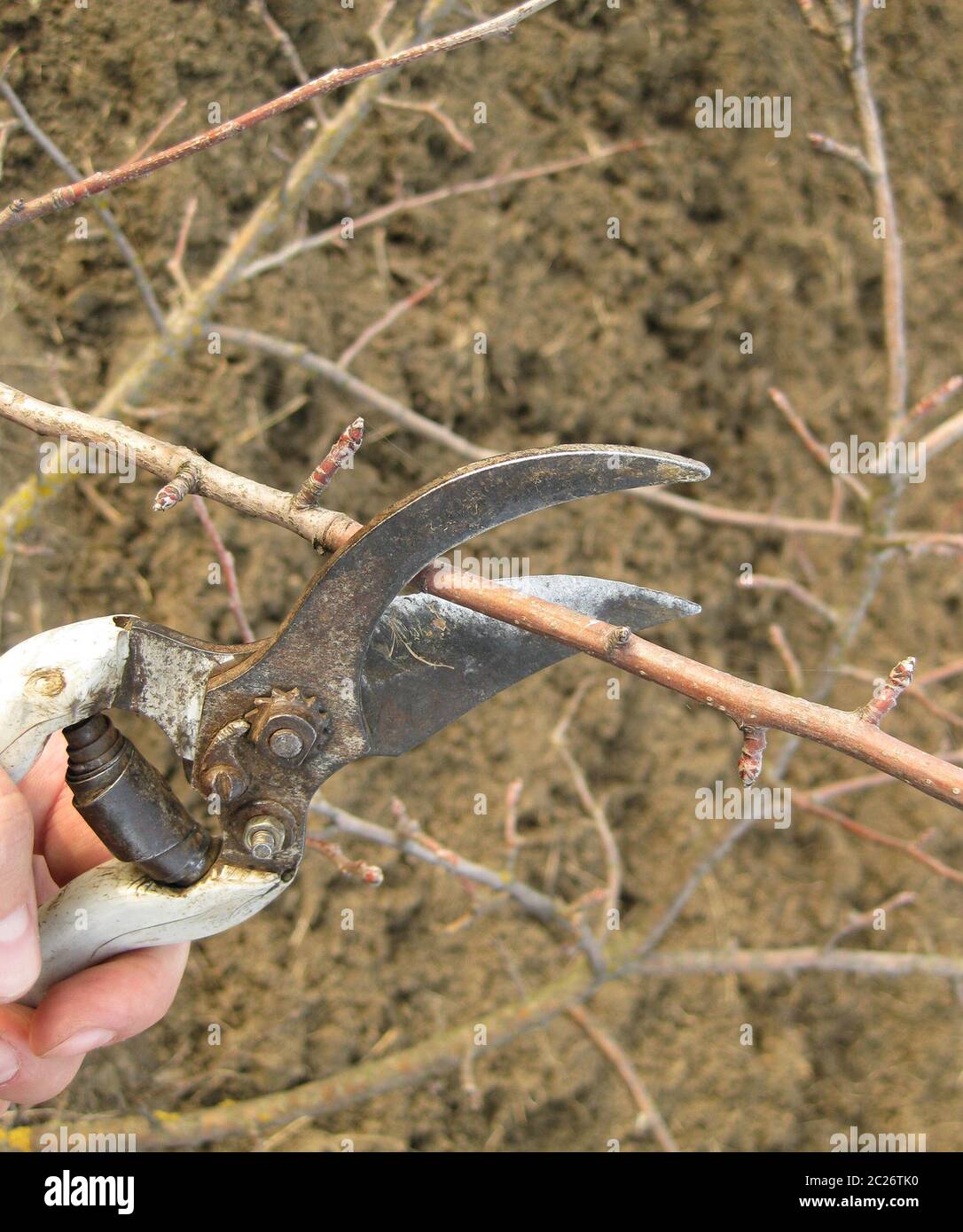 Pruning shears trees. Work in the garden of. Cutting branches ...