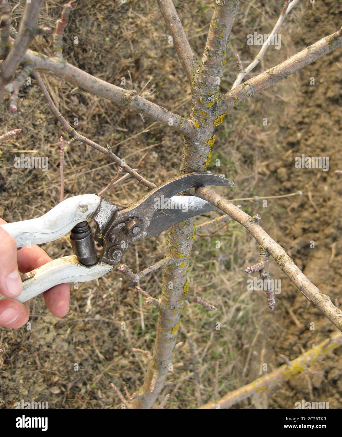 Woman cutting apple tree hi-res stock photography and images - Alamy