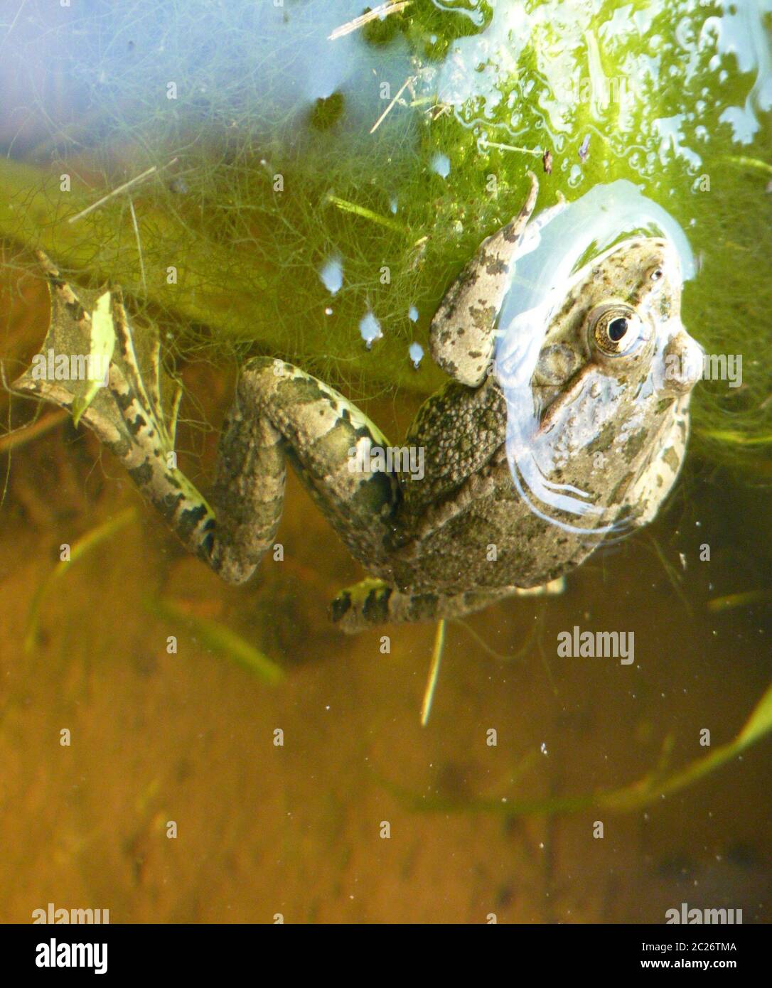 Frog leaf cover hi-res stock photography and images - Alamy