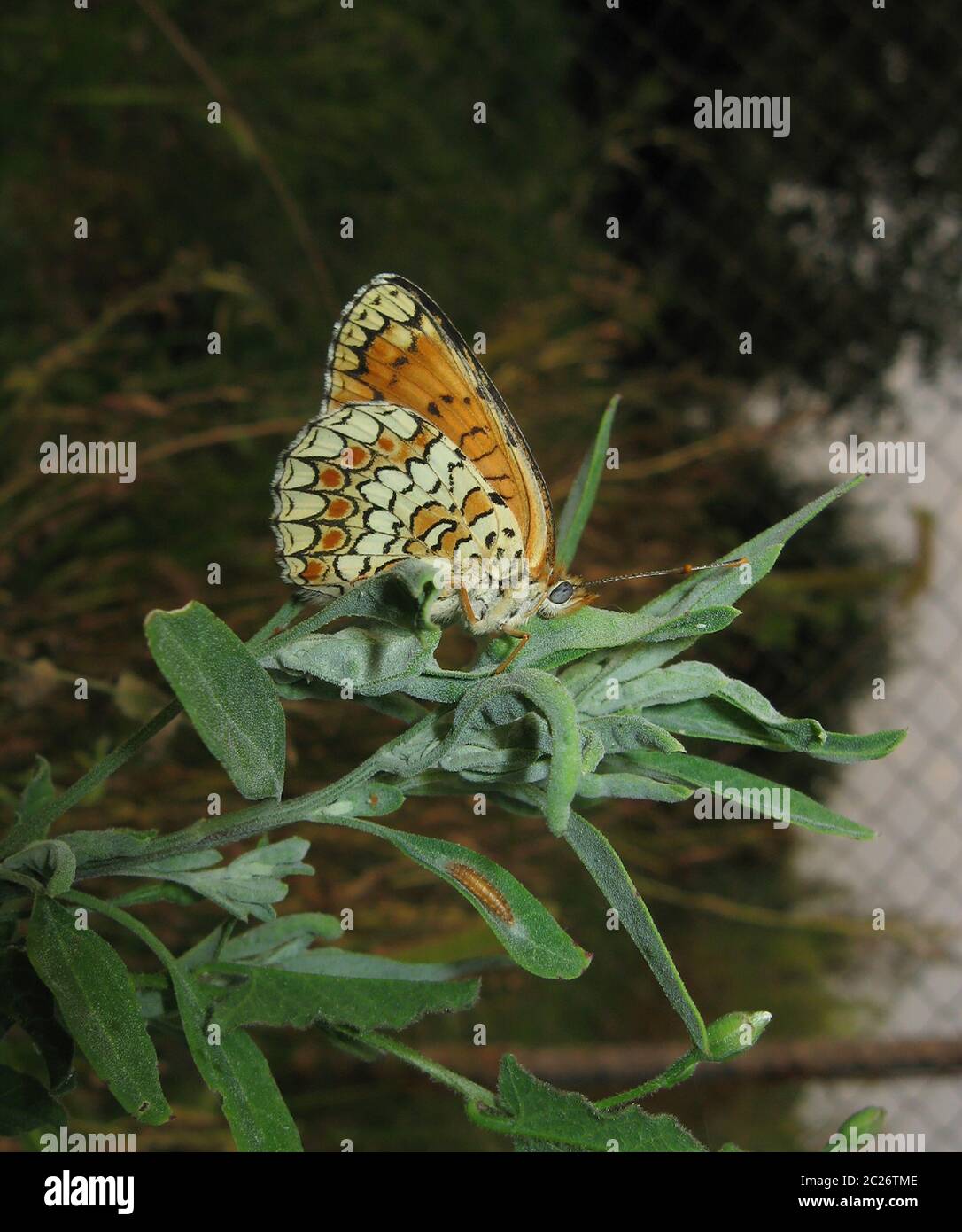 Butterfly on a plant stem. Insect pollinators Stock Photo - Alamy
