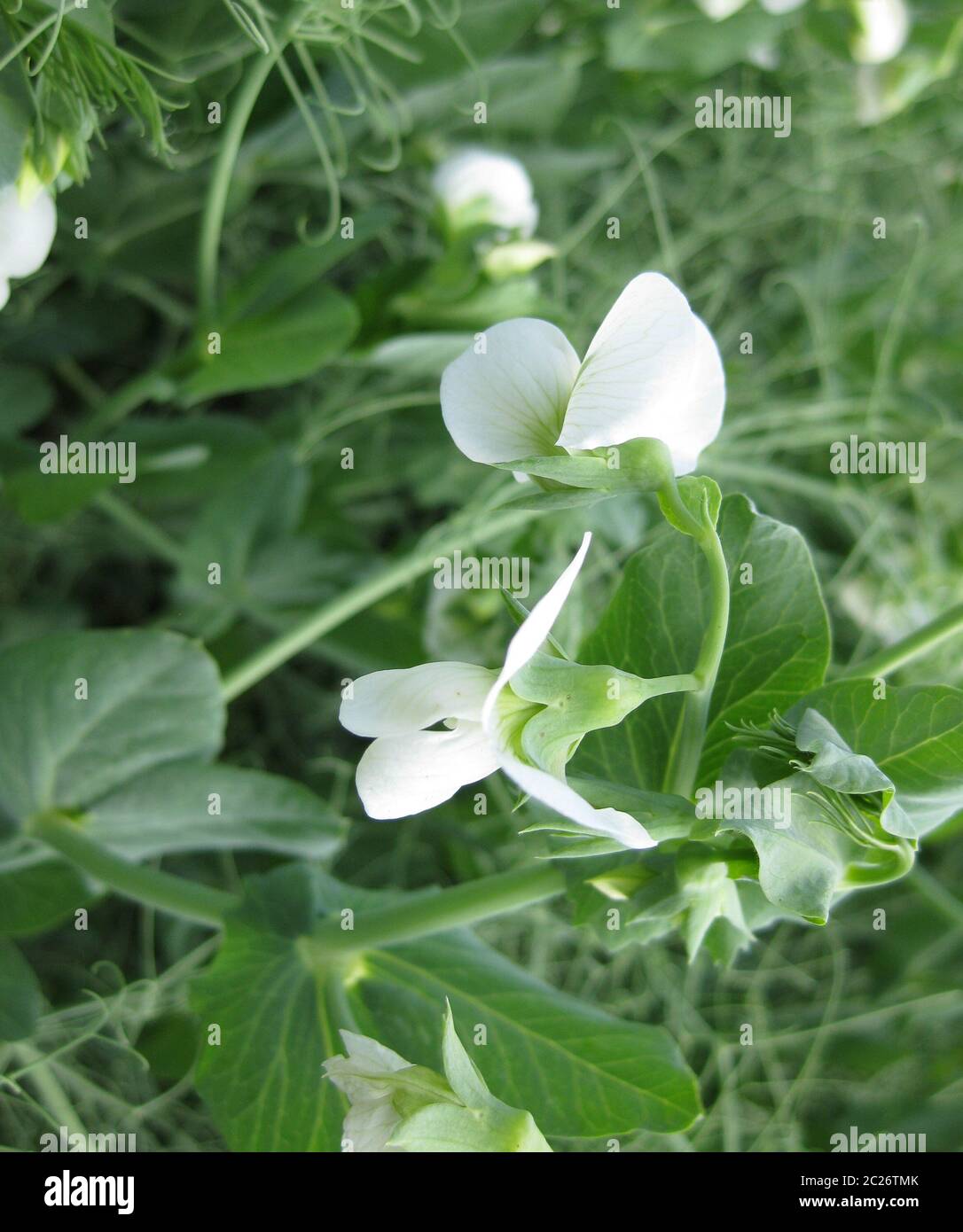 Blooming peas in the field. Flowering of legumes. Flowers of peas Stock ...