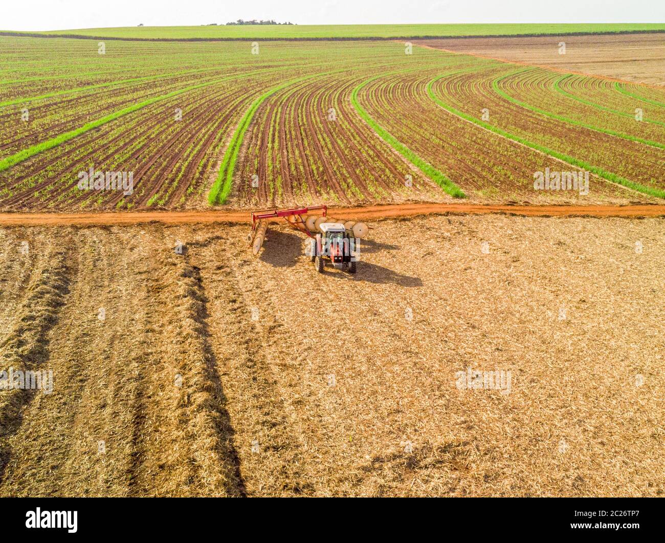 Sugarcane field harvested row hi-res stock photography and images - Alamy