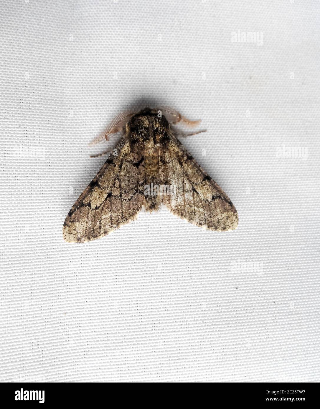 Night butterfly on white fabric. Butterfly resting Stock Photo - Alamy
