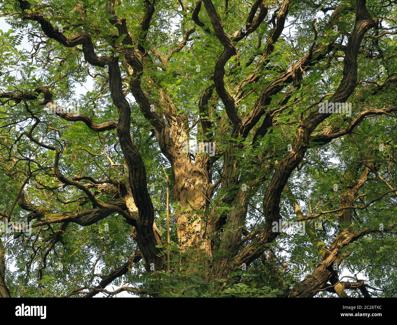 Giant acacia hi-res stock photography and images - Alamy