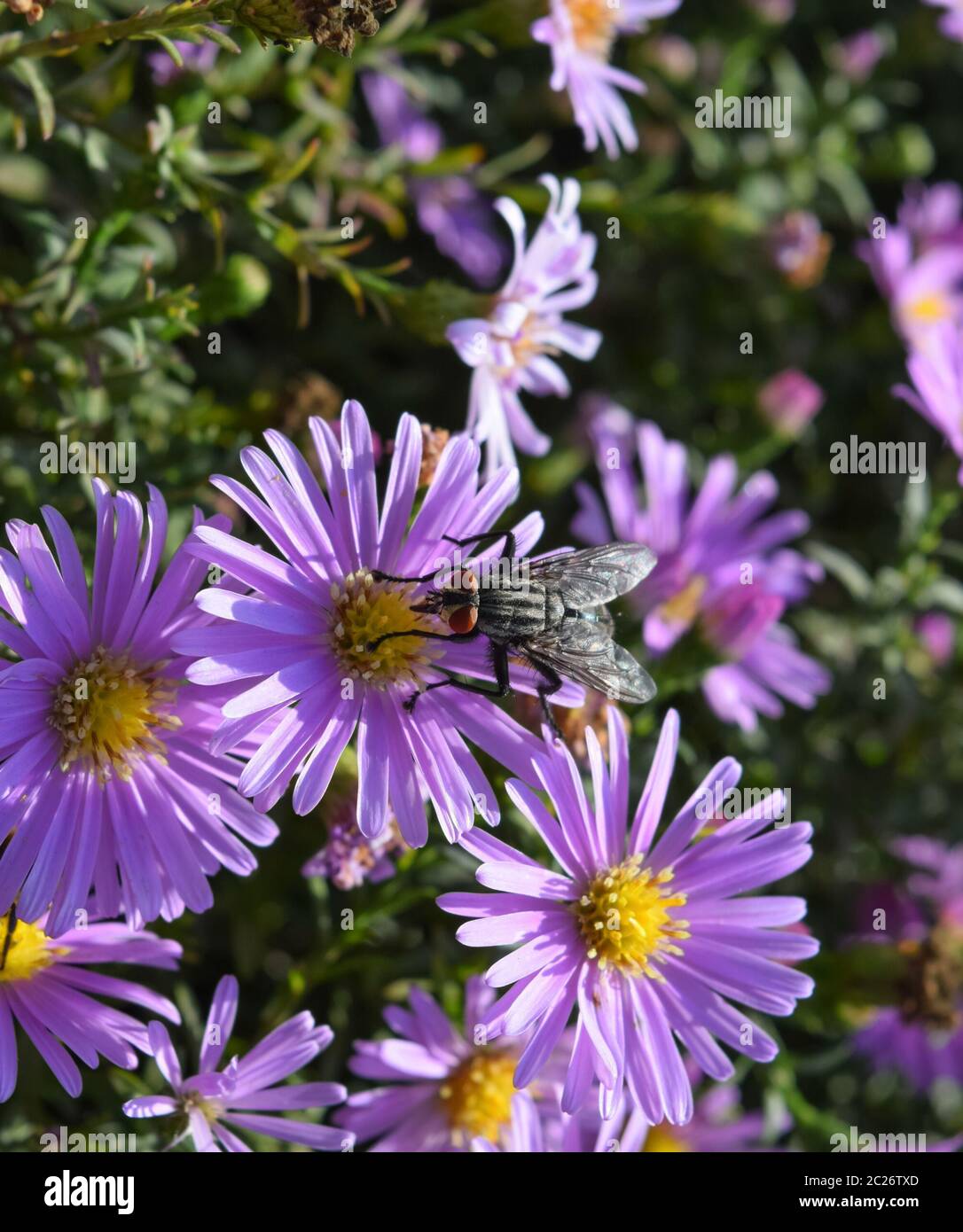 Dipterous hi-res stock photography and images - Alamy