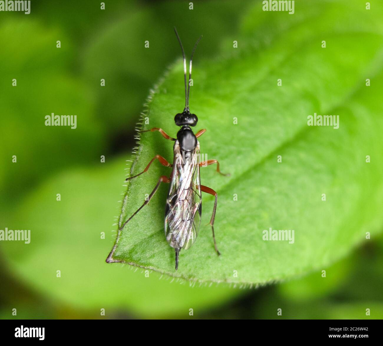 a Ichneumonidae. a real rider Hymenoptera insect Stock Photo - Alamy