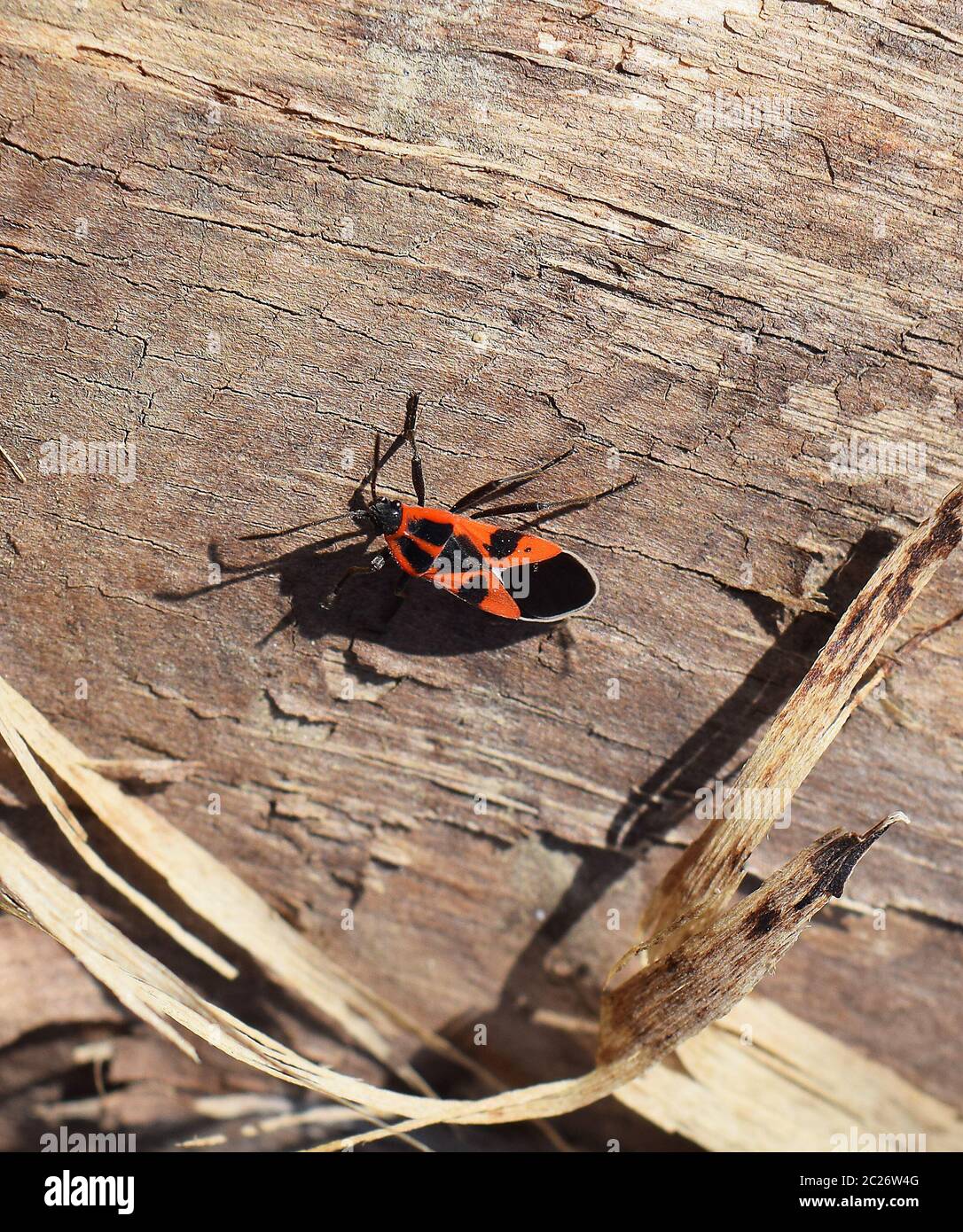 Two firebugs mating and walking backwards. Spring nature fire bug red ...