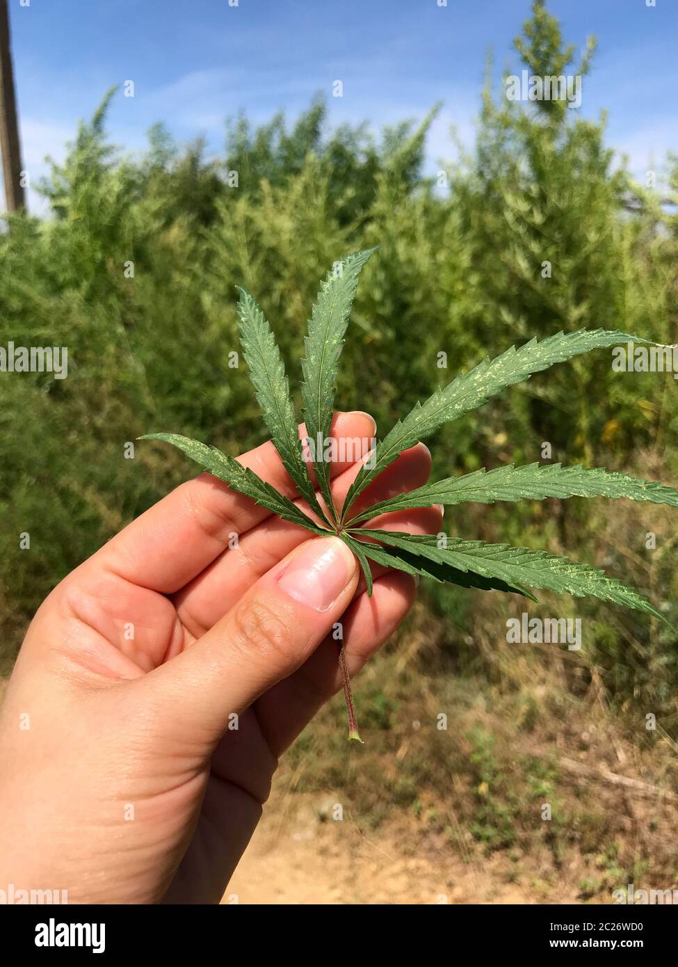 Branch hands health fresh herb hi-res stock photography and images - Alamy