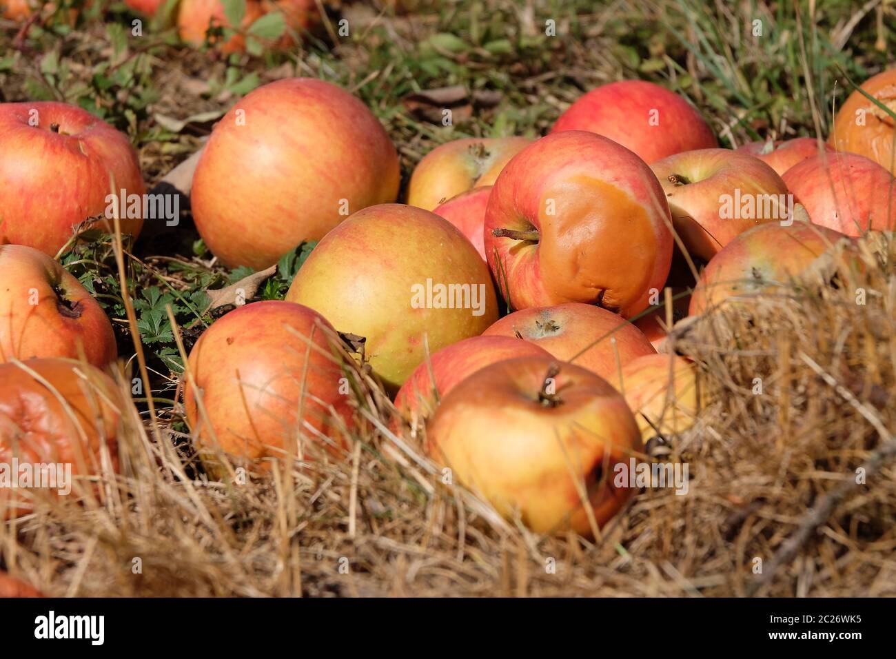 Windfall tree hi-res stock photography and images - Alamy