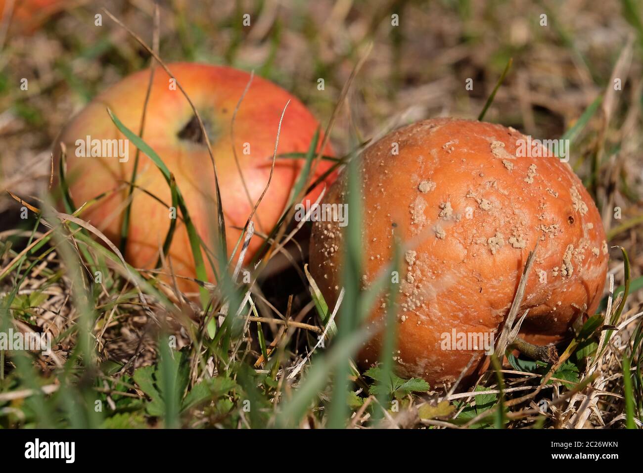 Windfall tree hi-res stock photography and images - Alamy