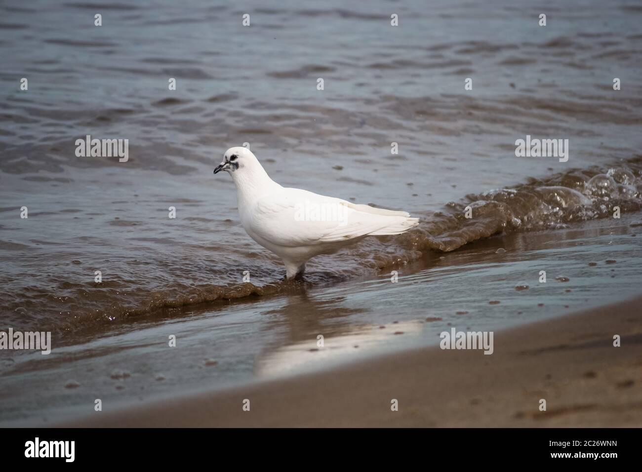 White dove in the water by the river Stock Photo - Alamy