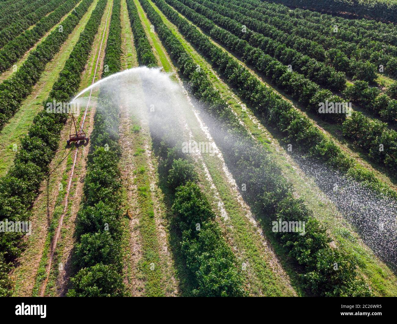 Sprinkler on orange tree hi-res stock photography and images - Alamy