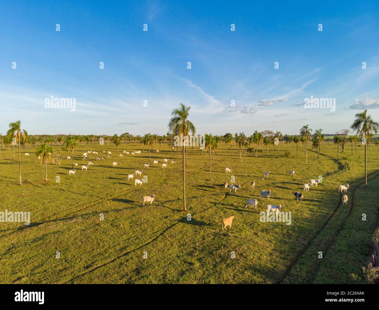 Livestock, cattle ranch Nelore Brazil Stock Photo - Alamy