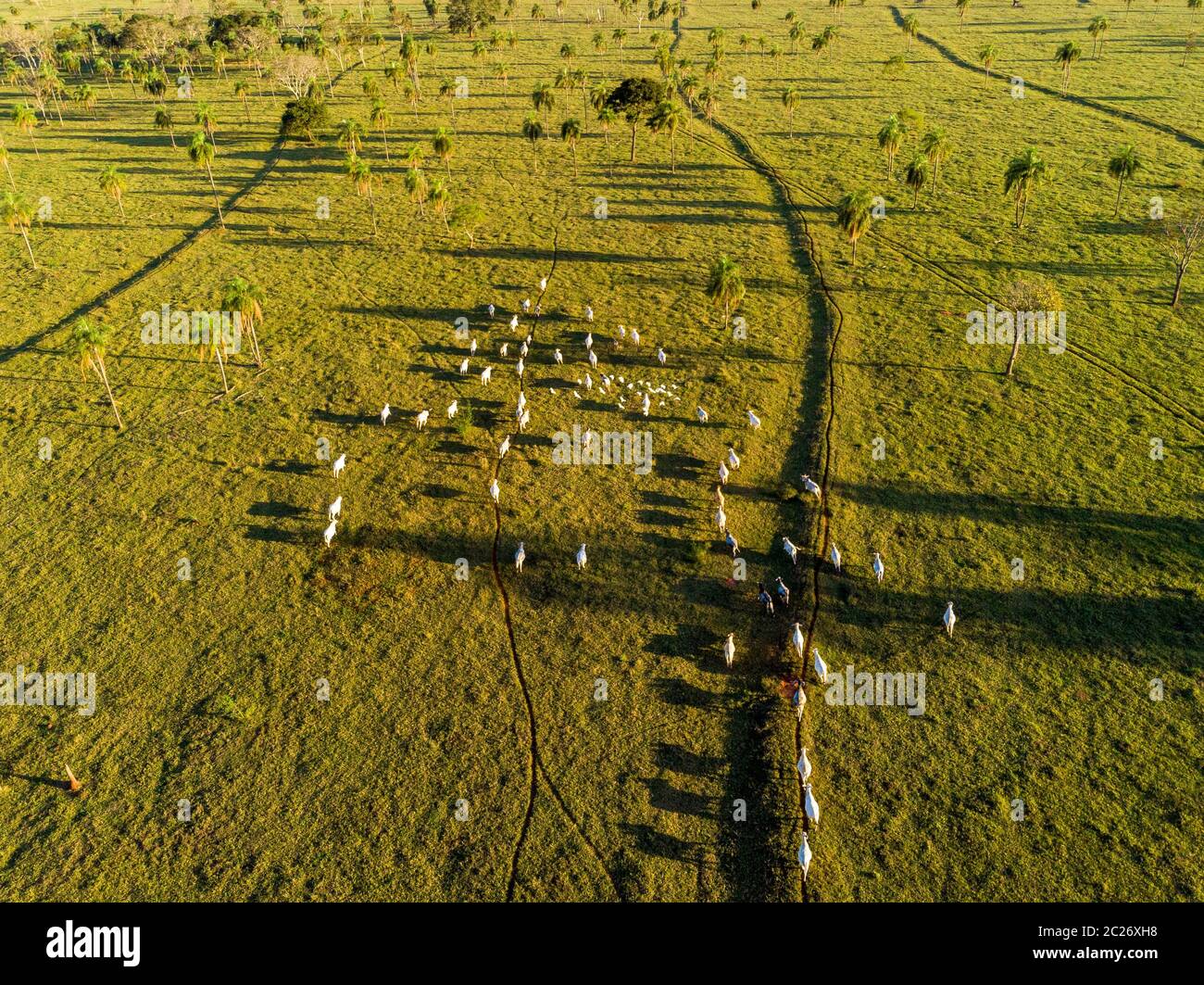 Cattle ranch brazil aerial hi-res stock photography and images - Alamy