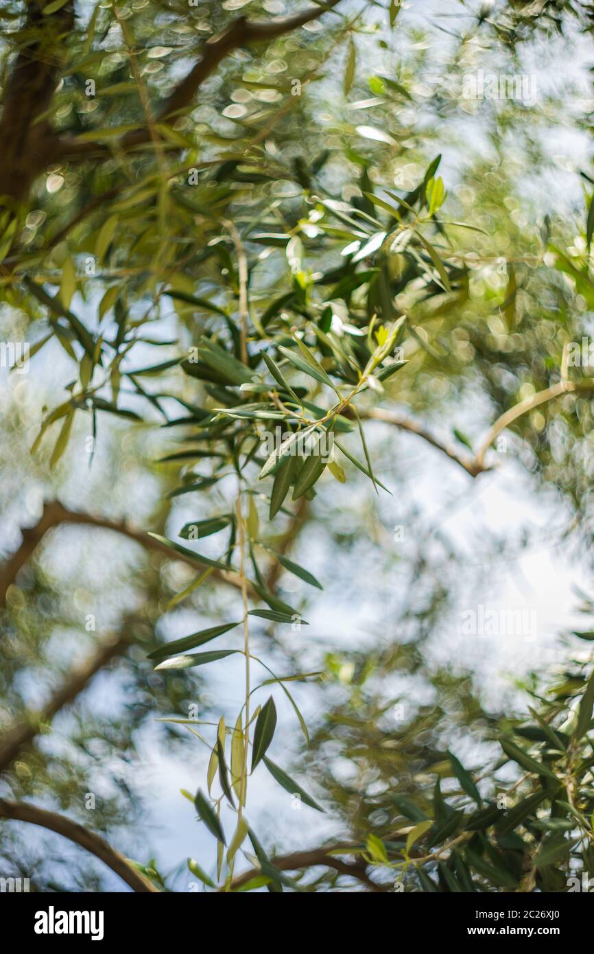 Olive tree branches hi-res stock photography and images - Alamy