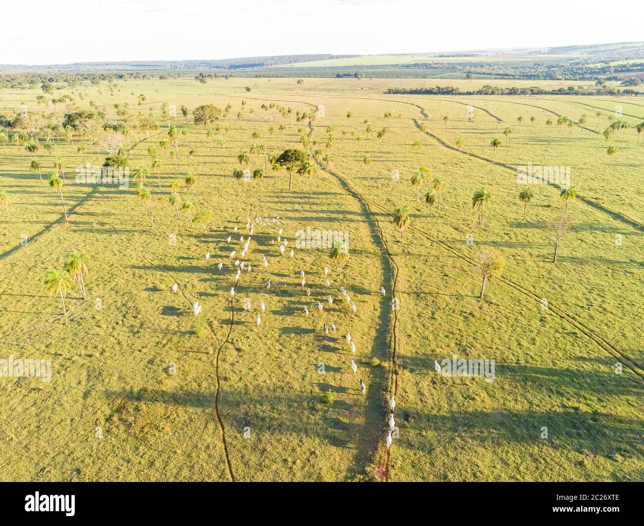 Cattle ranch brazil aerial hi-res stock photography and images - Alamy