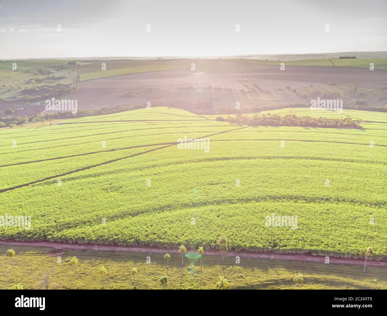 Sugarcane harvest brazil hi-res stock photography and images - Alamy