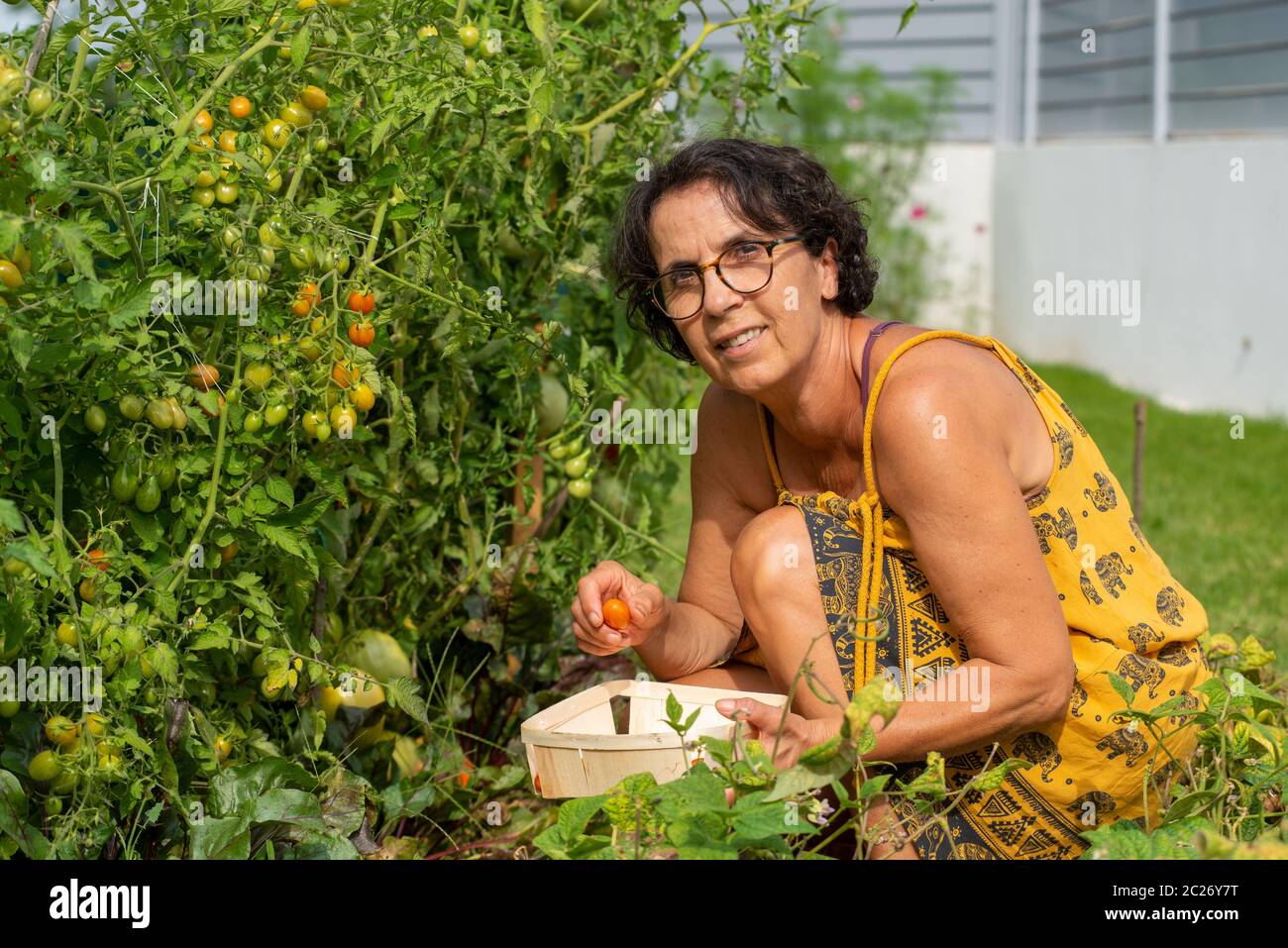 Senior woman picking tomato hi-res stock photography and images - Alamy