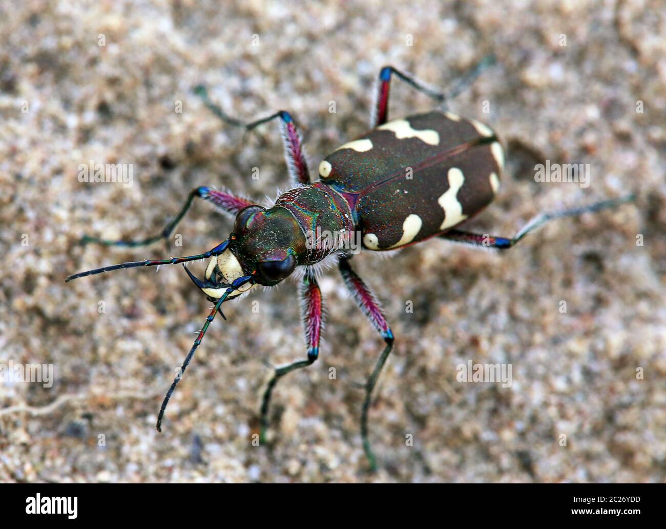 Mandible beetle hi-res stock photography and images - Alamy