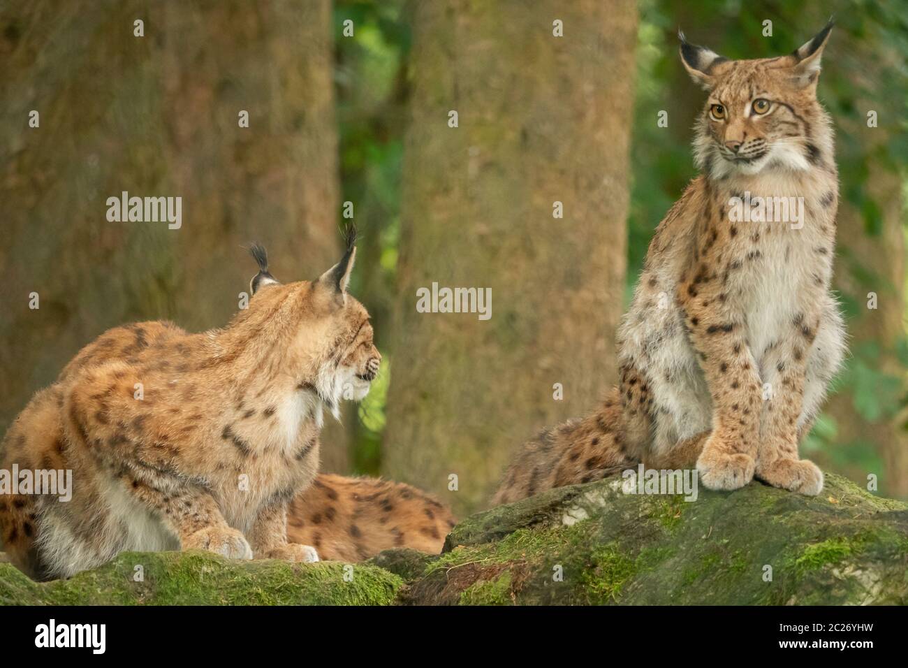 Eurasian lynx attack hi-res stock photography and images - Alamy