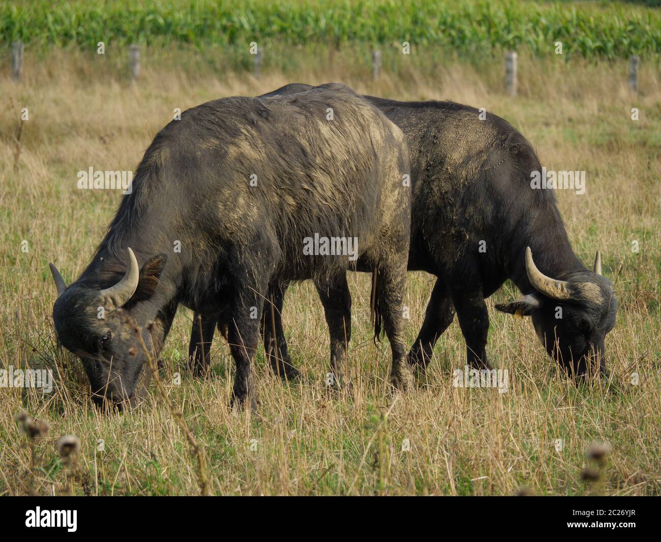Gerrman hi-res stock photography and images - Alamy