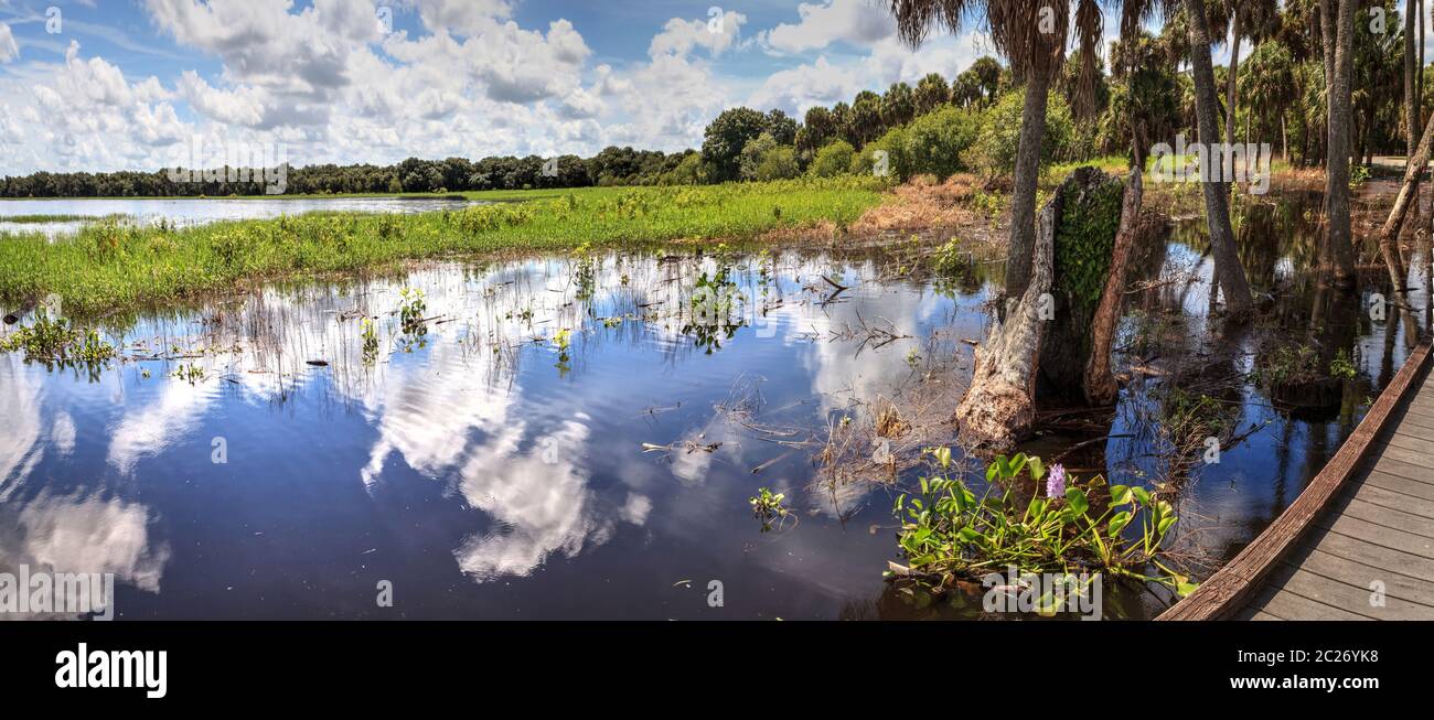 Hyacinth purple flower Hyacinthus blooms in Seasonal flooded swamp of ...