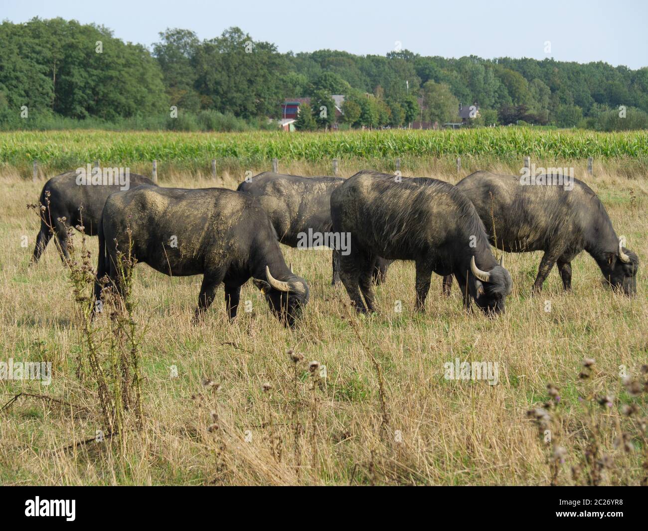 Gerrman hi-res stock photography and images - Alamy