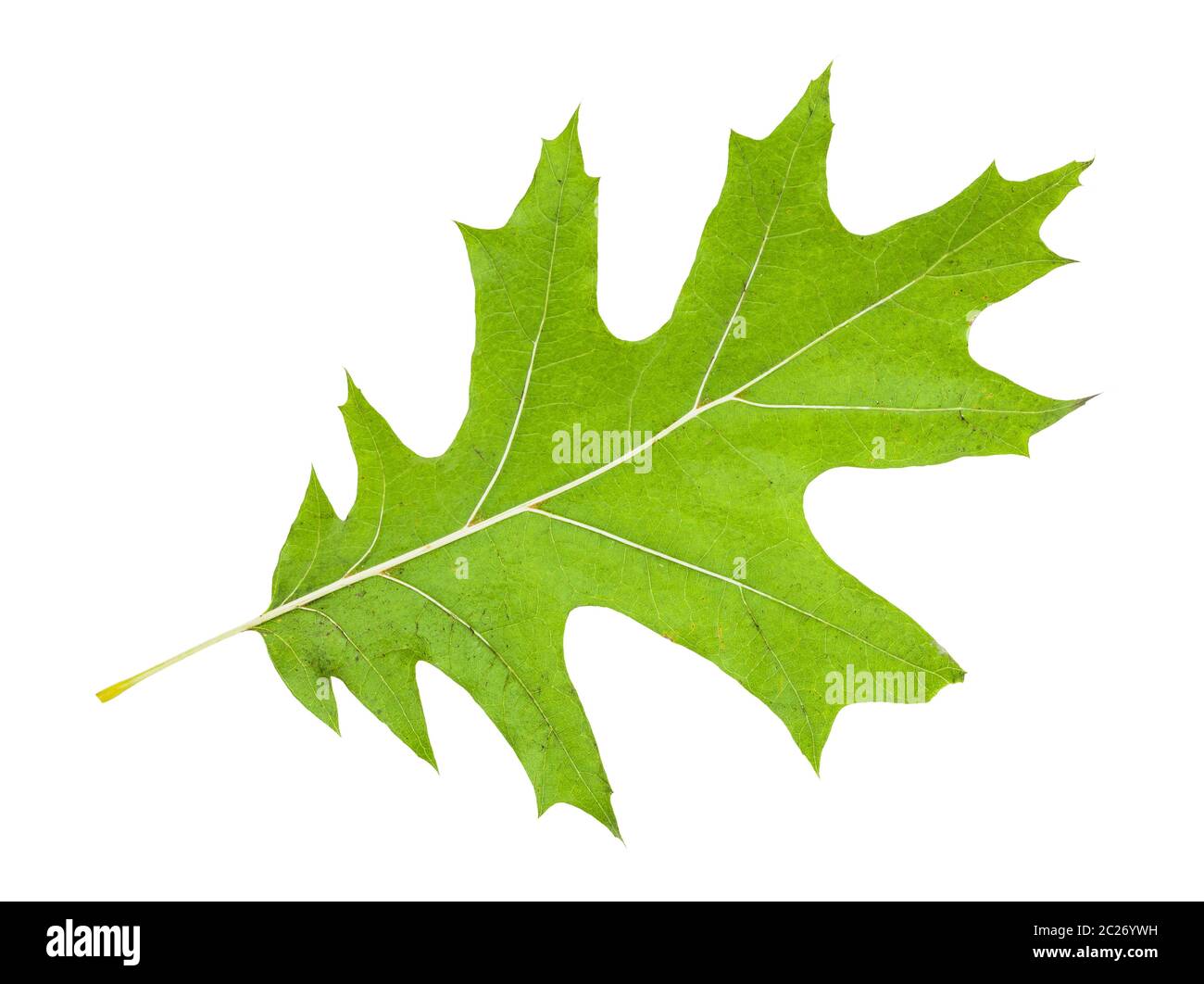 Northern red oak tree Cut Out Stock Images & Pictures - Alamy