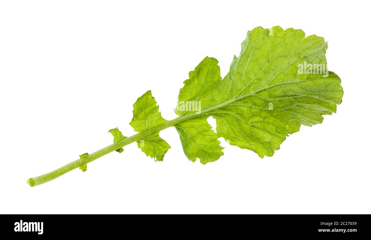 back side of green leaf of radish plant (raphanus sativus var radicula ...